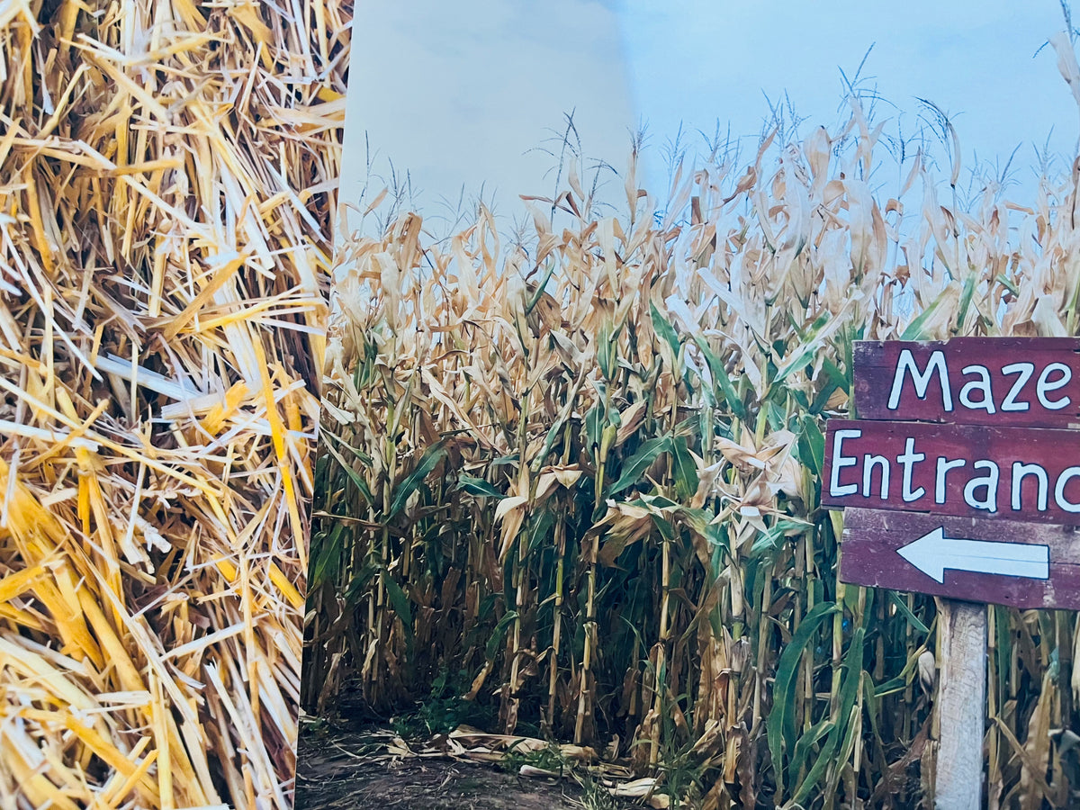 Printed Paper Custom Pack Autumn Corn Maze – CT Scrapbooks